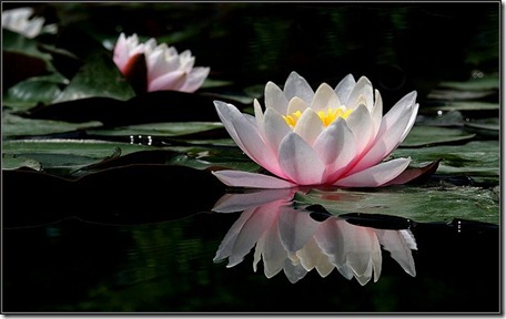 Aquellos Versos: Flor de Loto